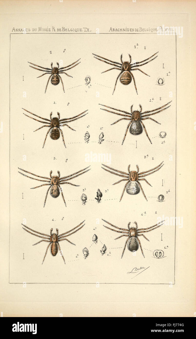 A study documenting the arachnids of Belgium, including spiders ...