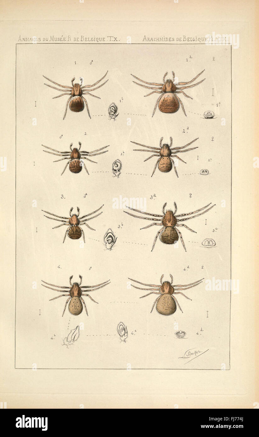 Les Arachnides de Belgique - Arachnids of Belgium Stock Photo - Alamy