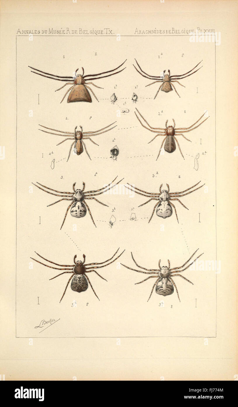 Arachnides hi-res stock photography and images - Alamy