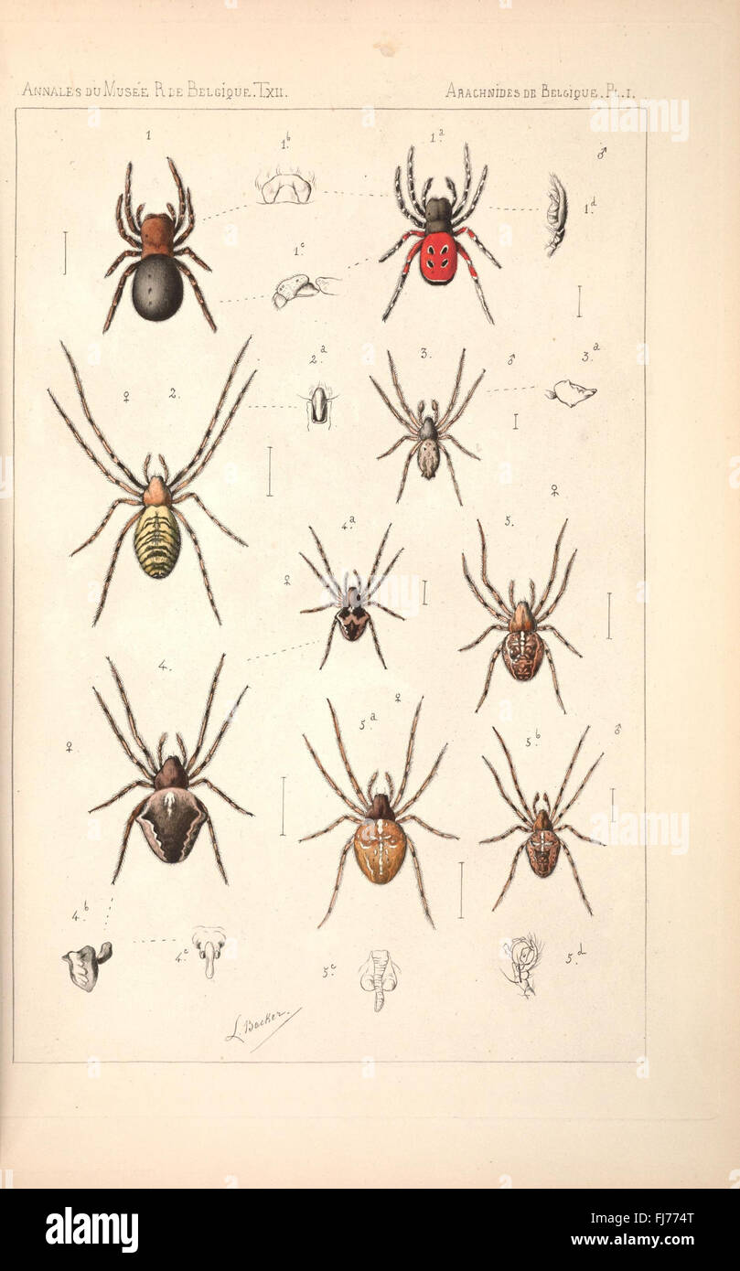 Les arachnides de Belgique - A comprehensive guide to the arachnids of ...