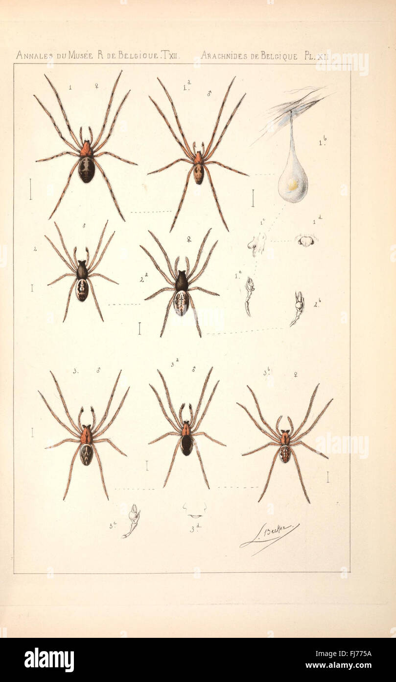 Arachnids of Belgium is a detailed study of spider species in Belgium ...