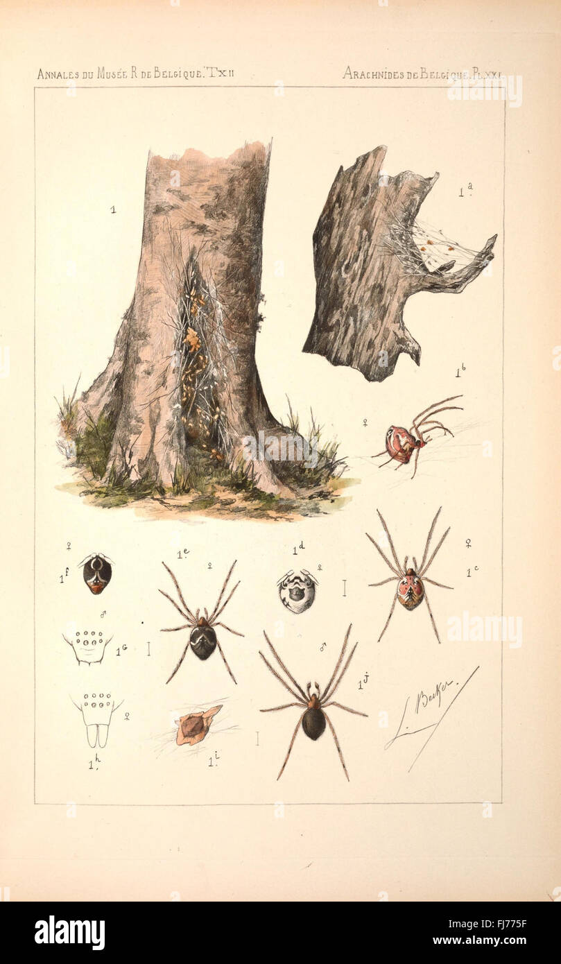Les arachnides de Belgique, Belgium, Arachnida Stock Photo - Alamy