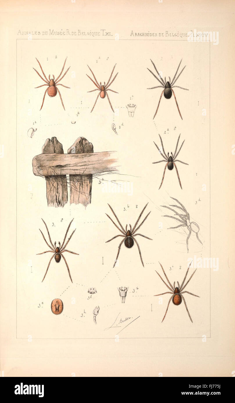 Les Arachnides de Belgique, documenting the arachnids of Belgium ...
