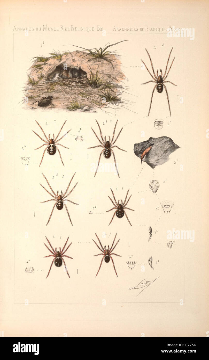 Study of arachnids in Belgium, including detailed descriptions and ...