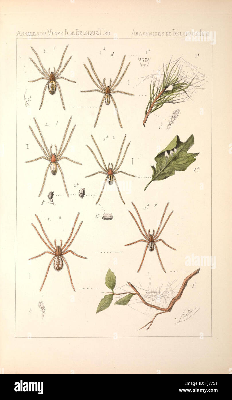 Les arachnides de Belgique Stock Photo - Alamy