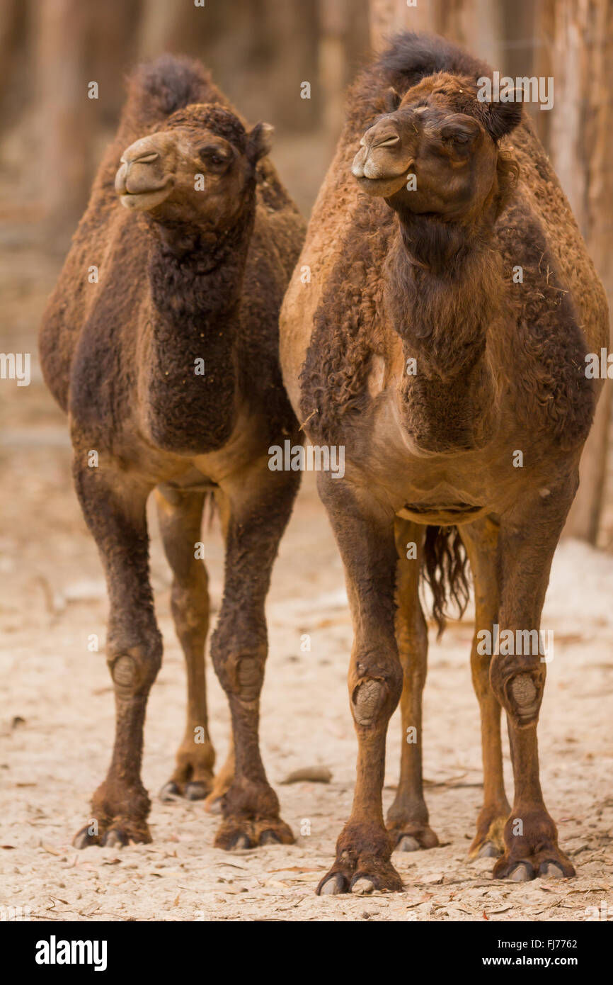 Two camels hi-res stock photography and images - Alamy