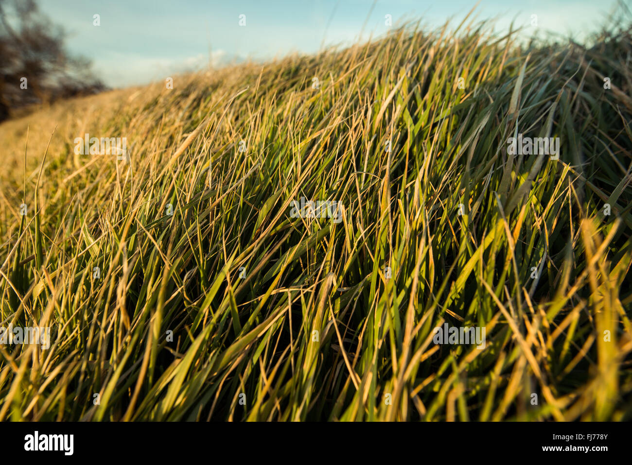Grass in strong wind Stock Photo - Alamy