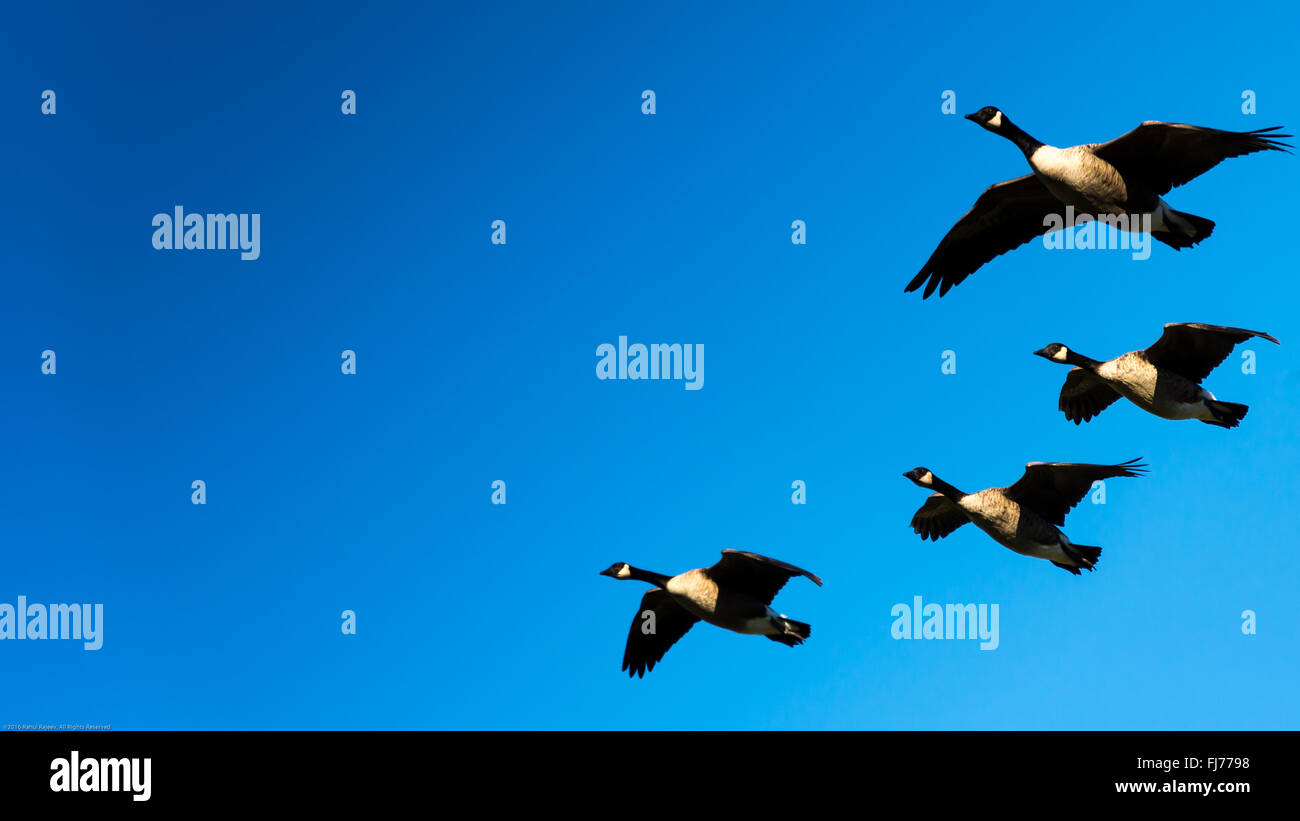 Soaring high hi-res stock photography and images - Alamy