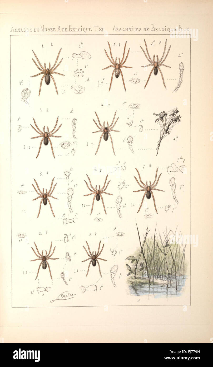 Arachnides hi-res stock photography and images - Alamy