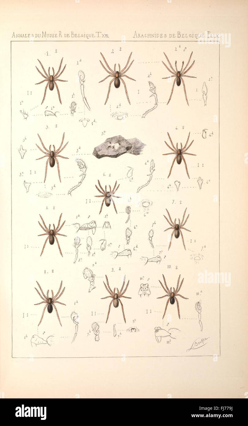 A comprehensive study on the arachnids of Belgium, focusing on spider ...