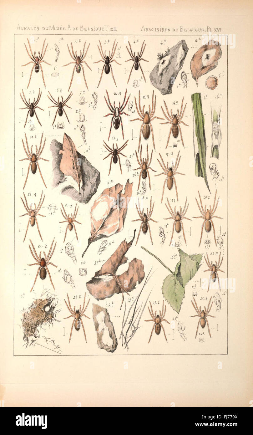 Belgium, arachnids, spiders, entomology, Belgian fauna, arachnid ...