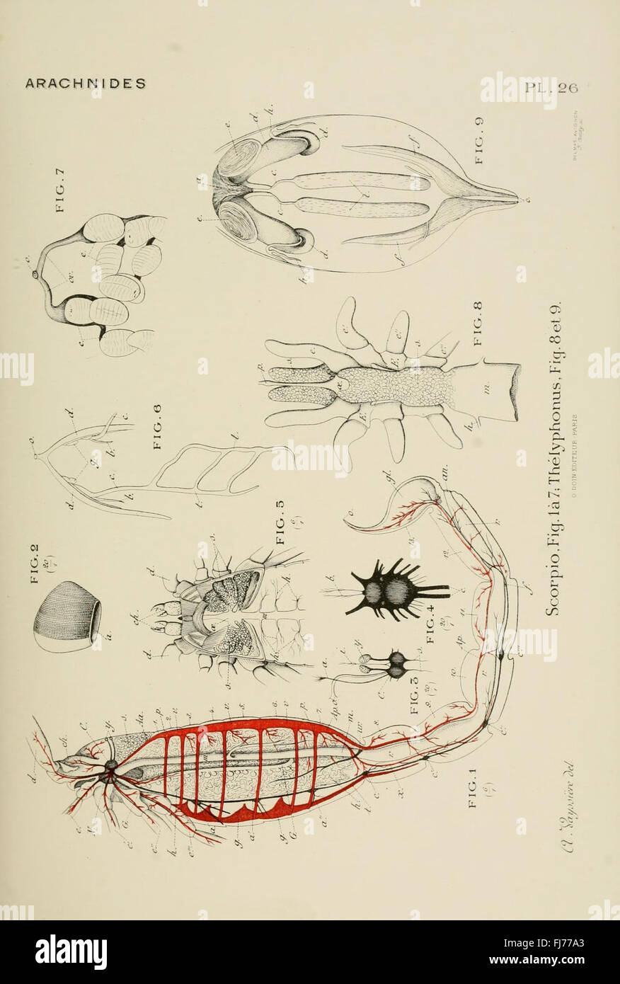 Atlas of Comparative Anatomy of Invertebrates (Plate 26) - A detailed ...