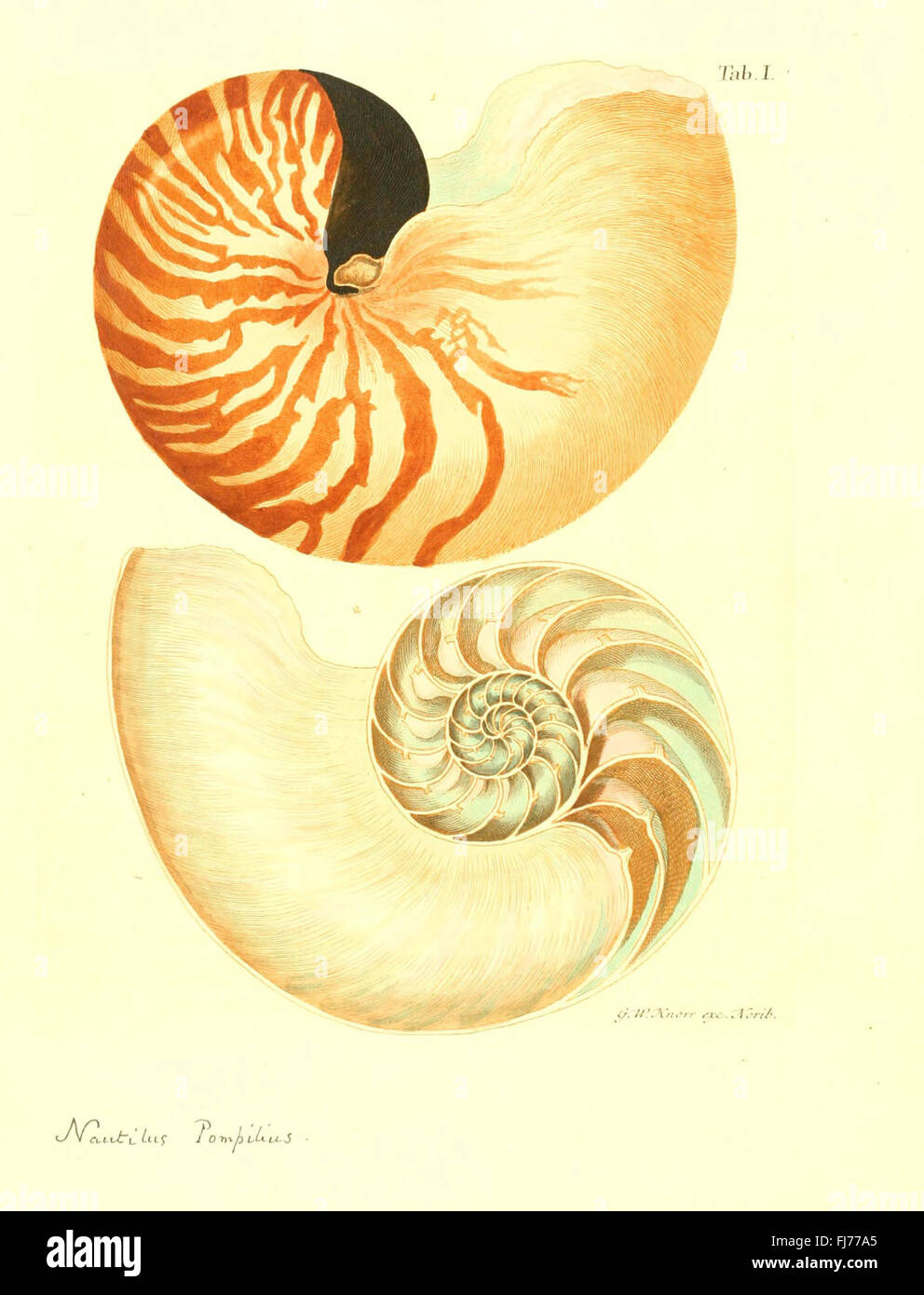 A collection of illustrations featuring various marine shells, offering ...