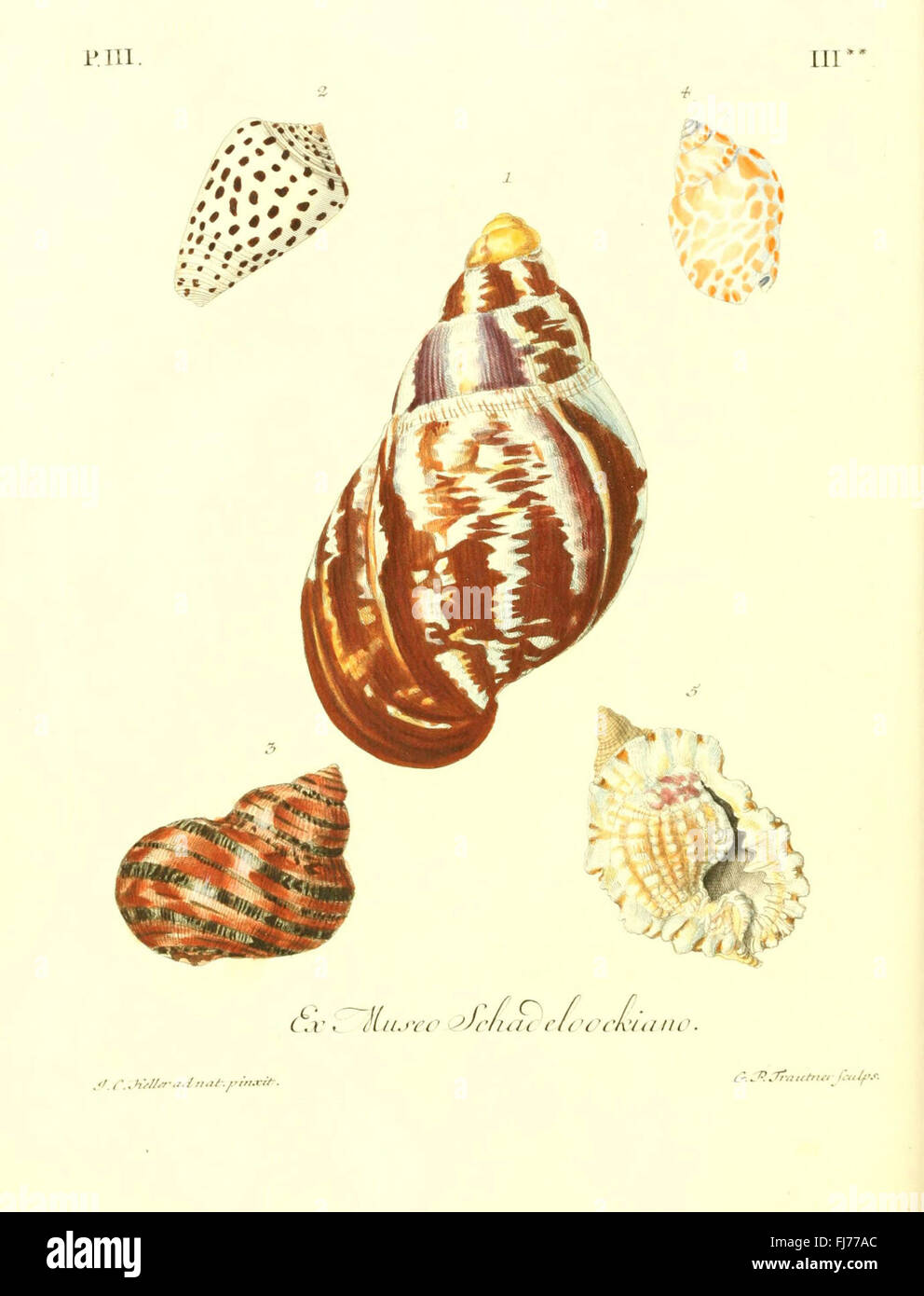 A French work depicting a collection of different species of shells ...
