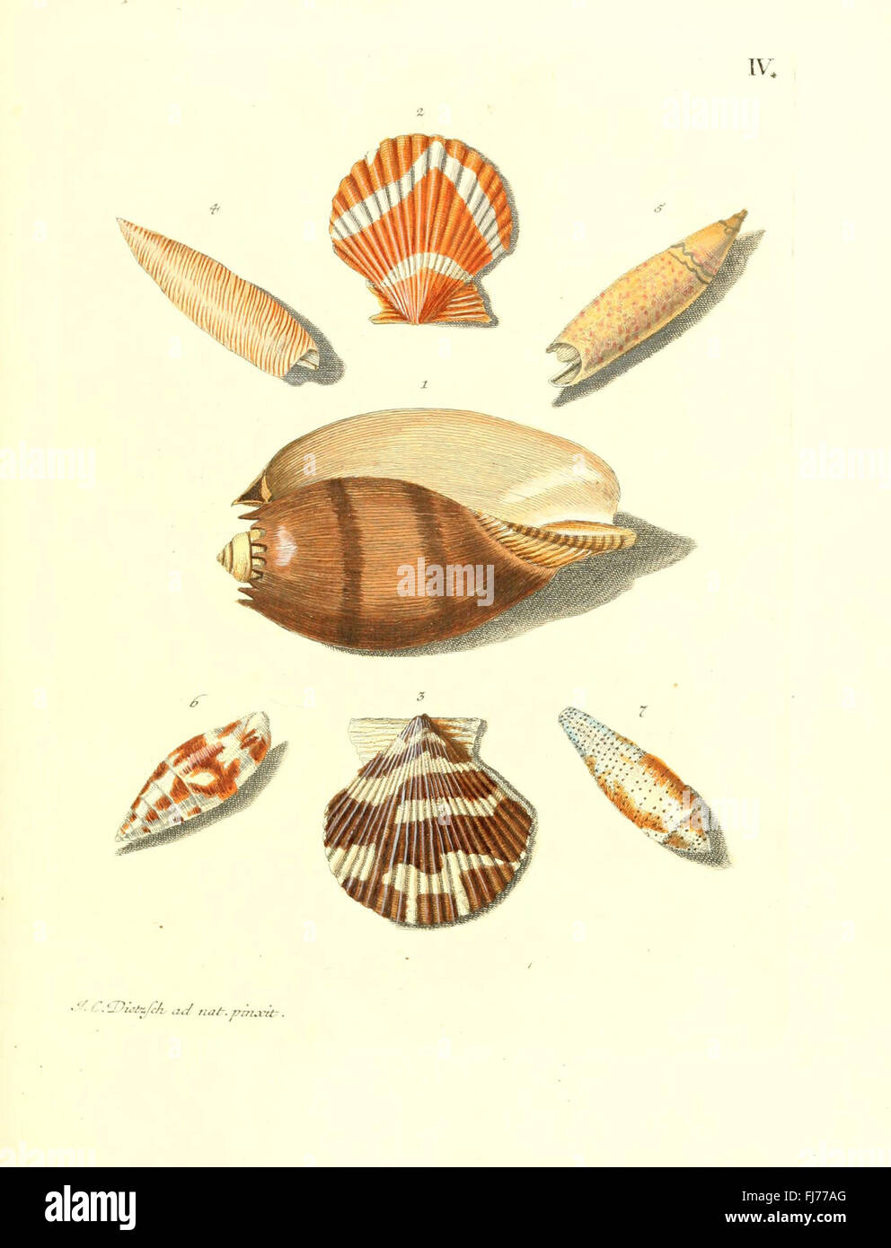 Different species of mollusks hi-res stock photography and images - Alamy