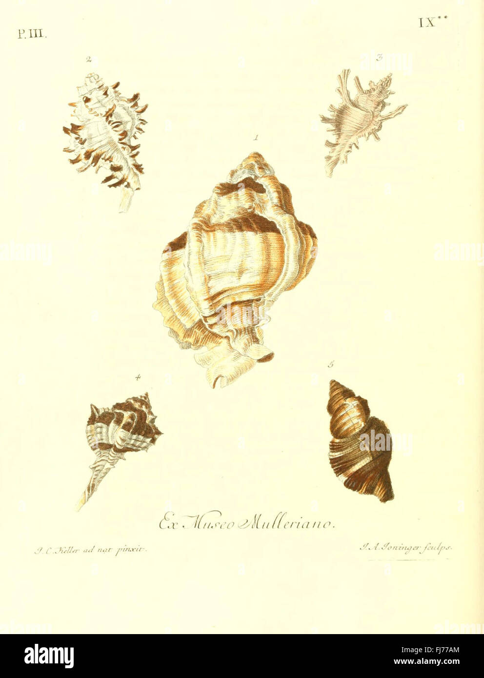 This collection includes early works on marine mollusks and shell ...