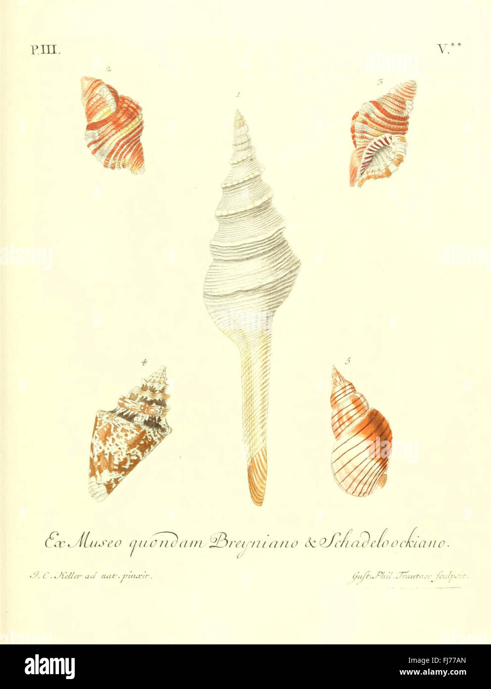 The shell collection titled 'The Delights of the Eyes and the Mind ...