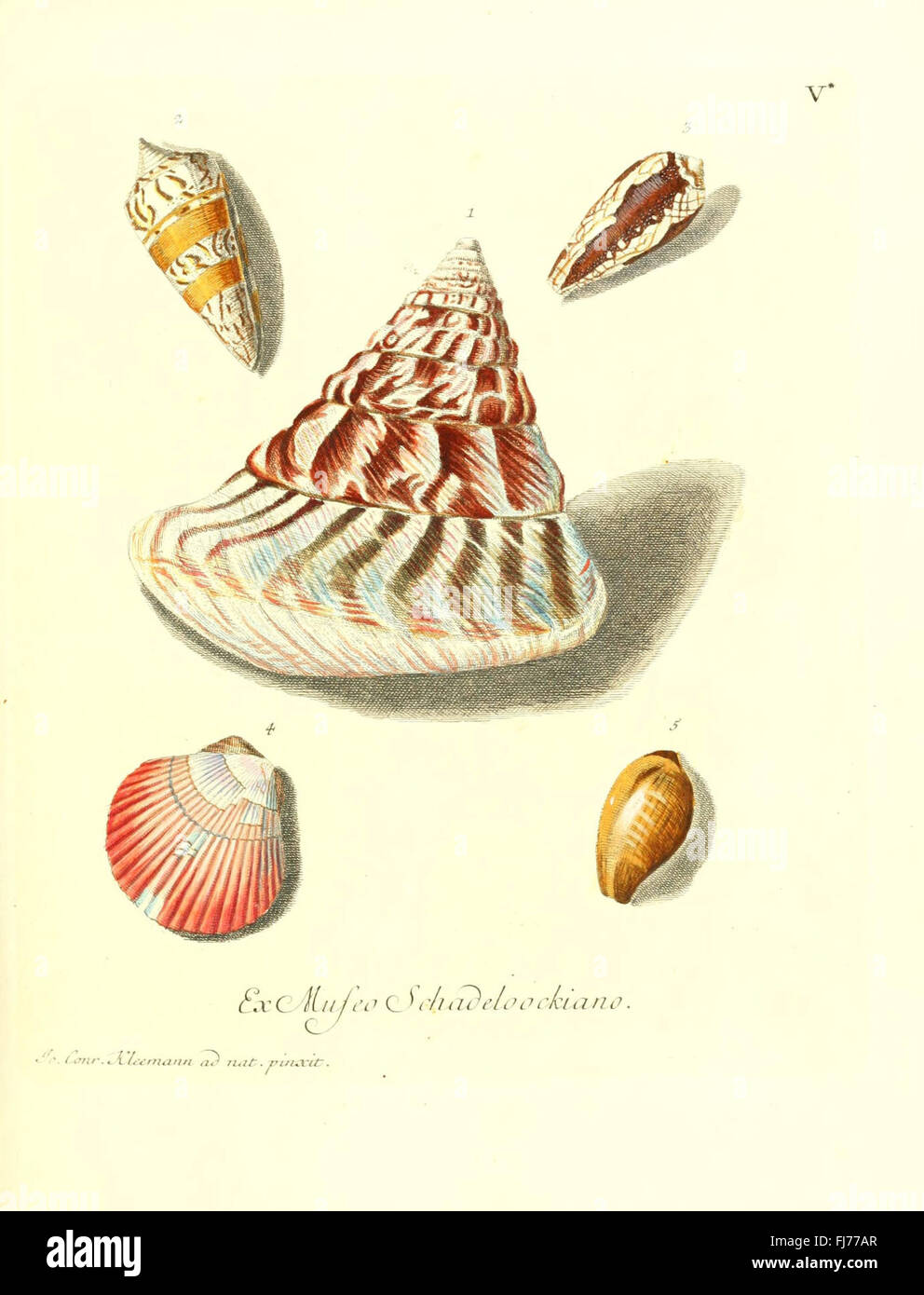 A comprehensive collection of different species of shells found in the ...