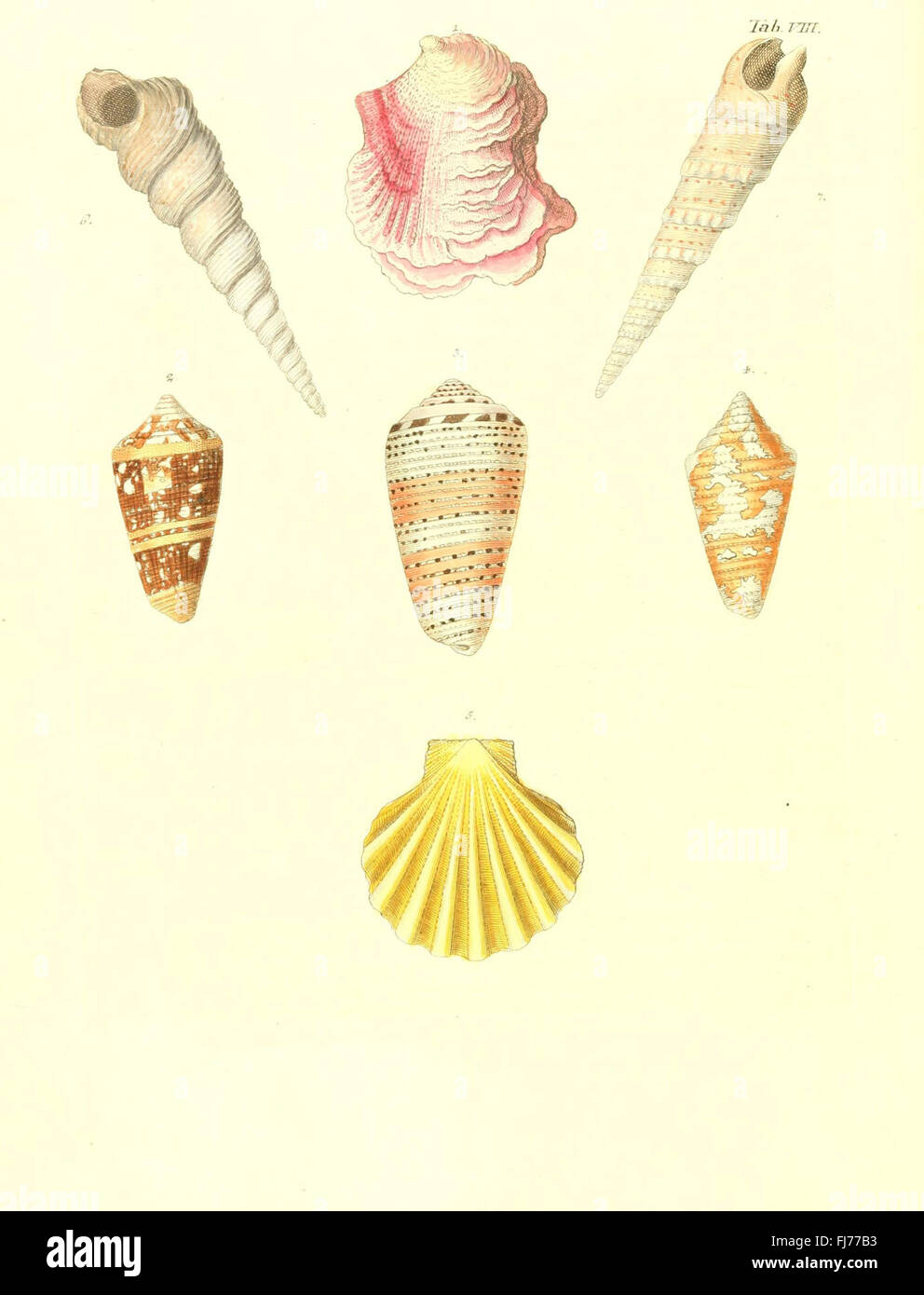 A 19th-century illustrated collection of marine shells, detailing ...