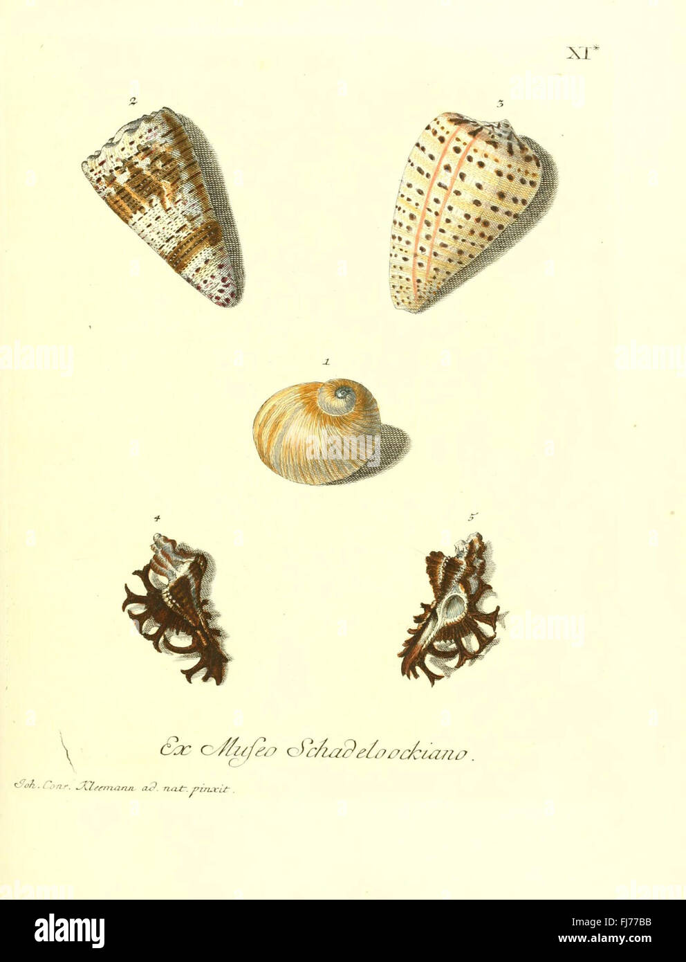 A collection of different species of shells from the sea, illustrated ...