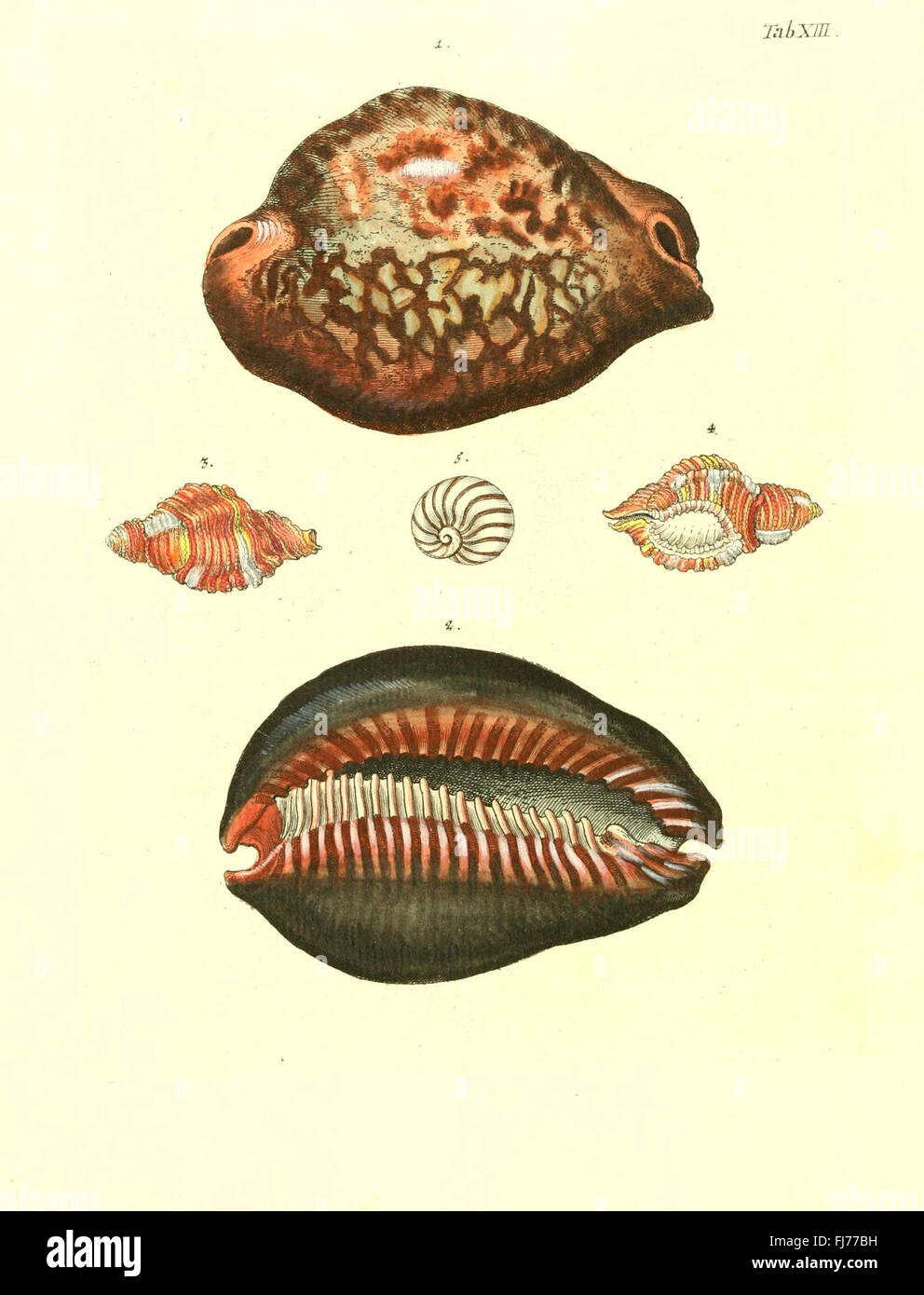 An early work illustrating various species of shells, exploring the ...