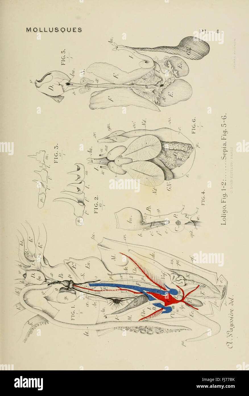 A comparative anatomy atlas featuring detailed illustrations of ...
