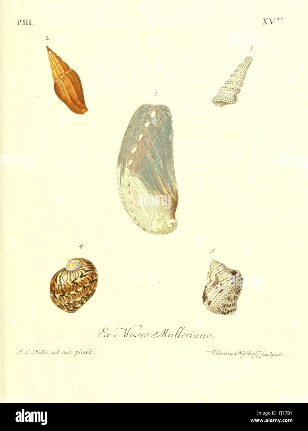 This early 19th-century collection showcases marine shell species ...