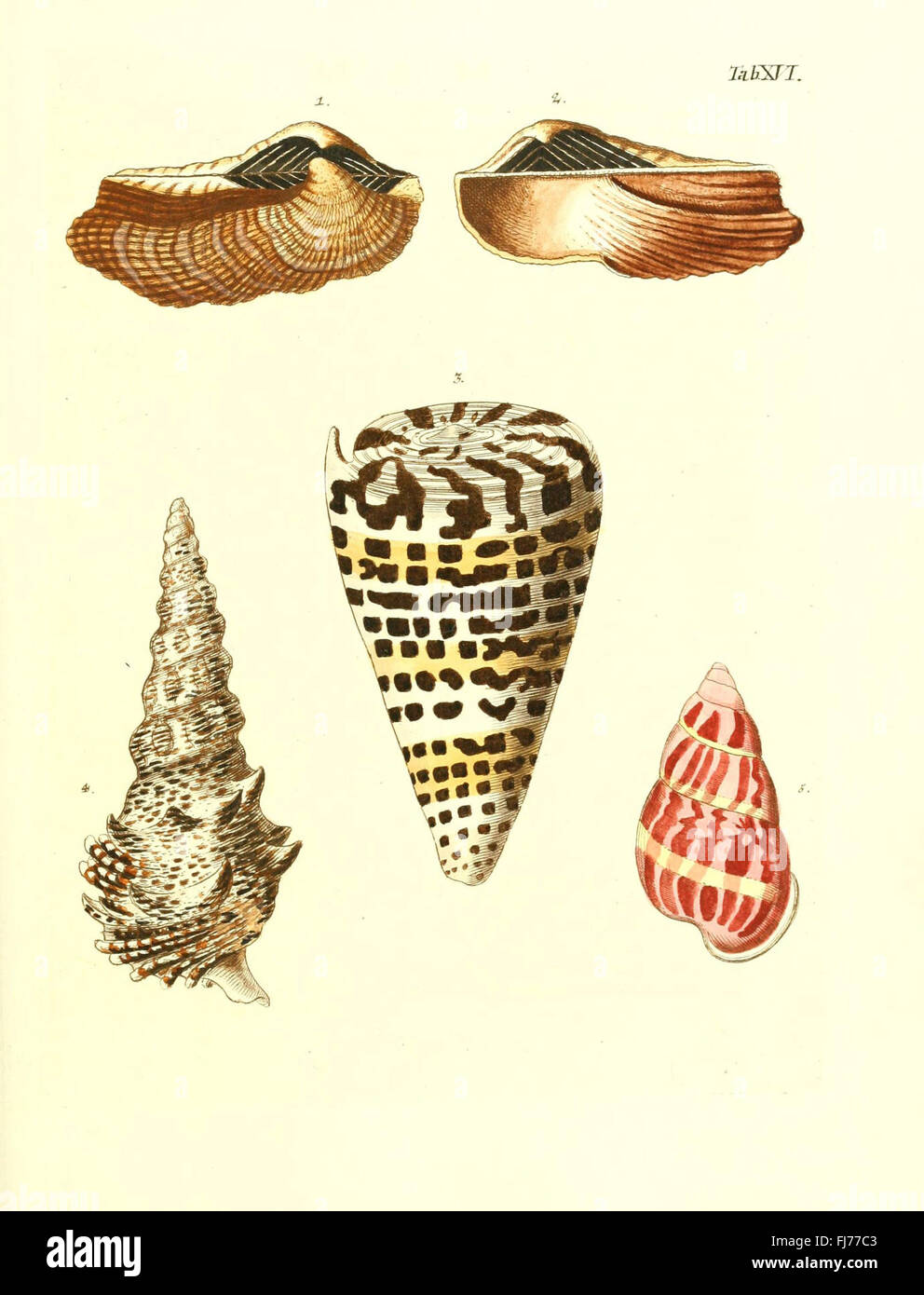 An artistic and scientific collection showcasing various species of ...