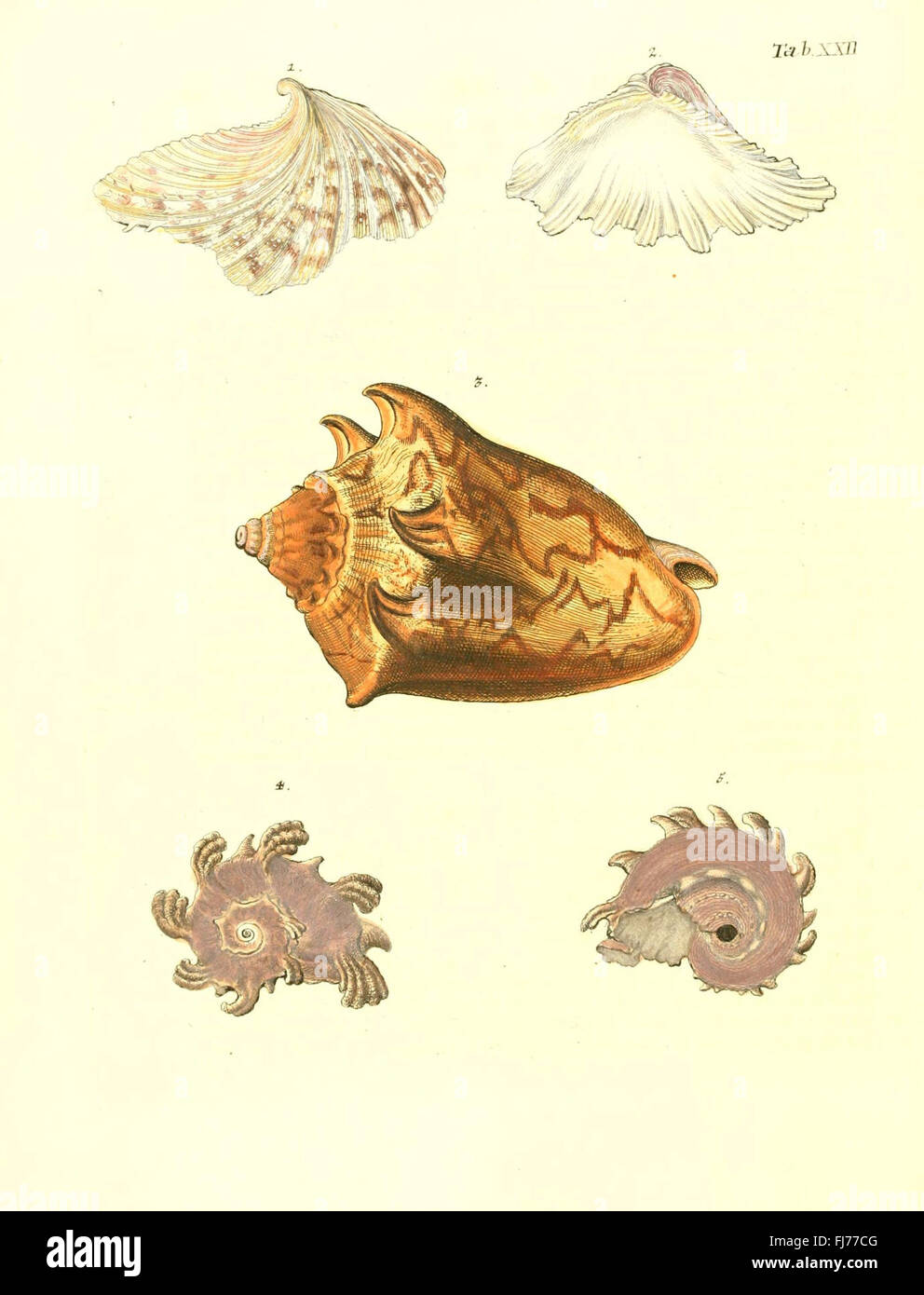 Showcasing various shell types hi-res stock photography and images - Alamy