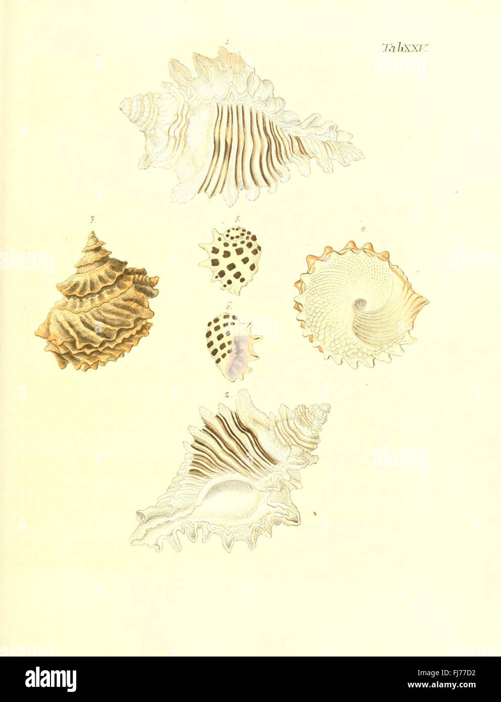 Detailed illustration of various marine organisms hi-res stock ...