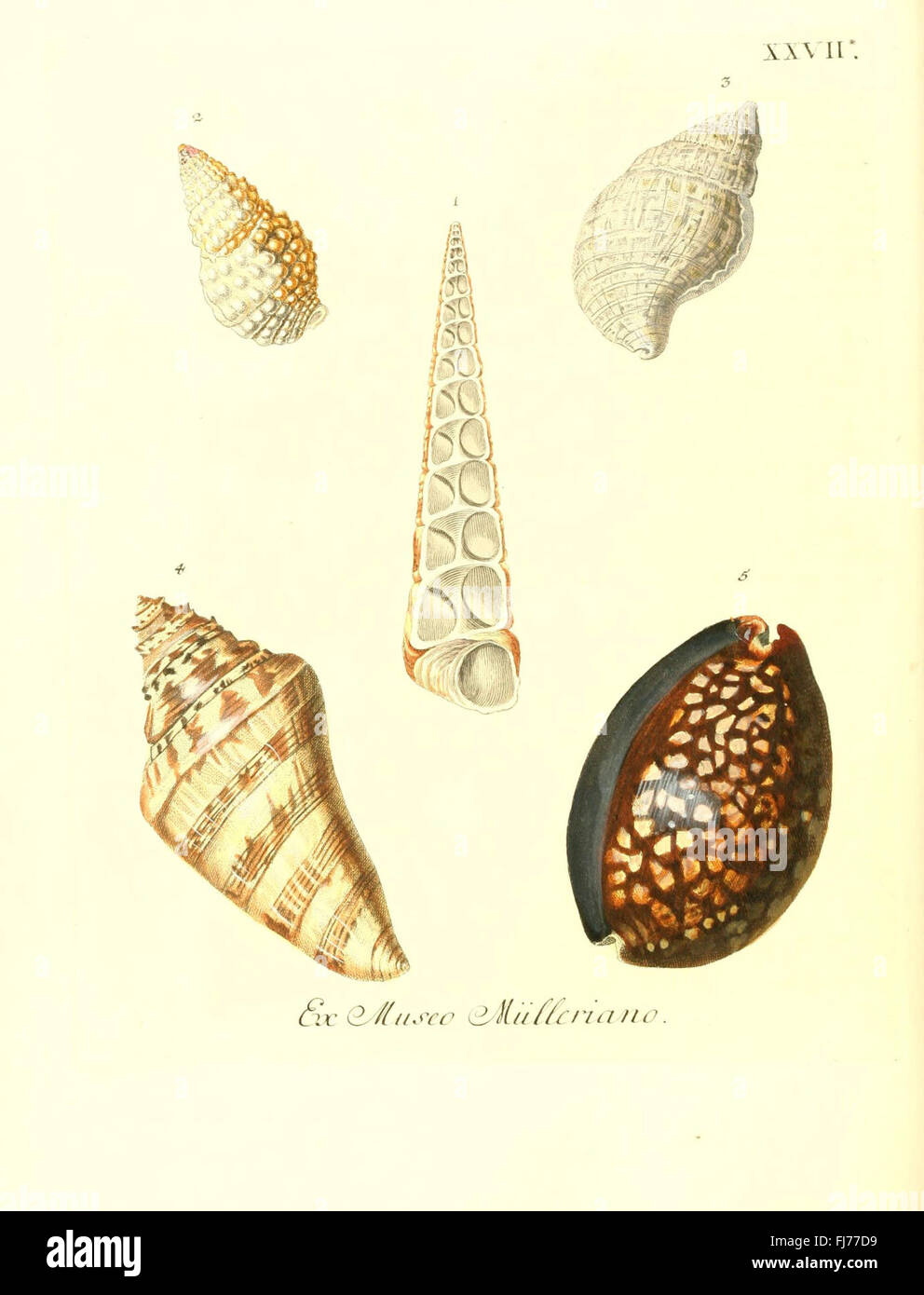 A beautiful collection of shell species from the sea, depicted in ...