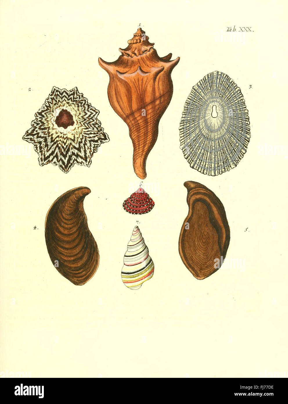 An illustrated collection of various marine shell species, showcasing ...