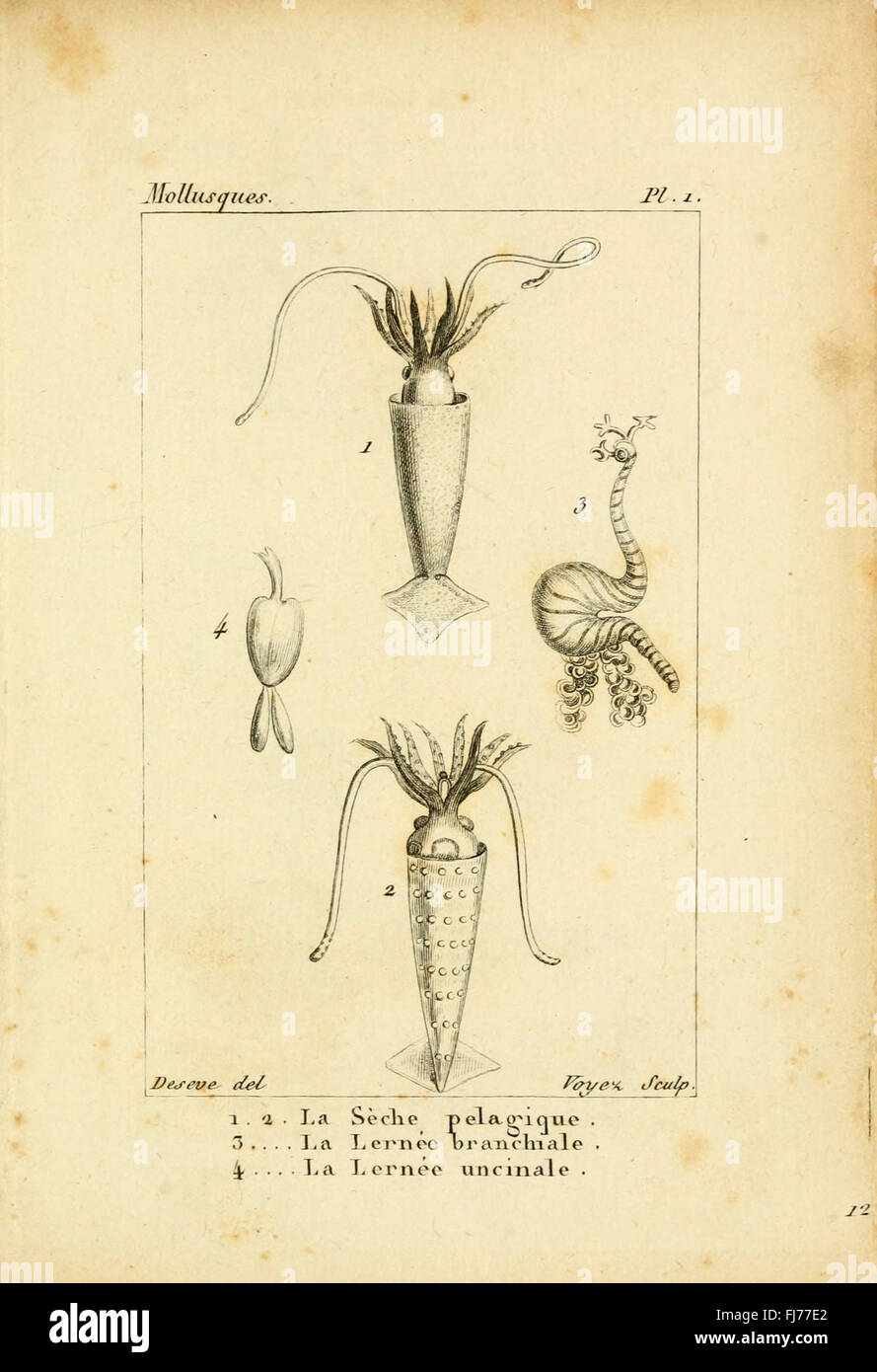 A comprehensive atlas documenting mollusk species and their shell ...