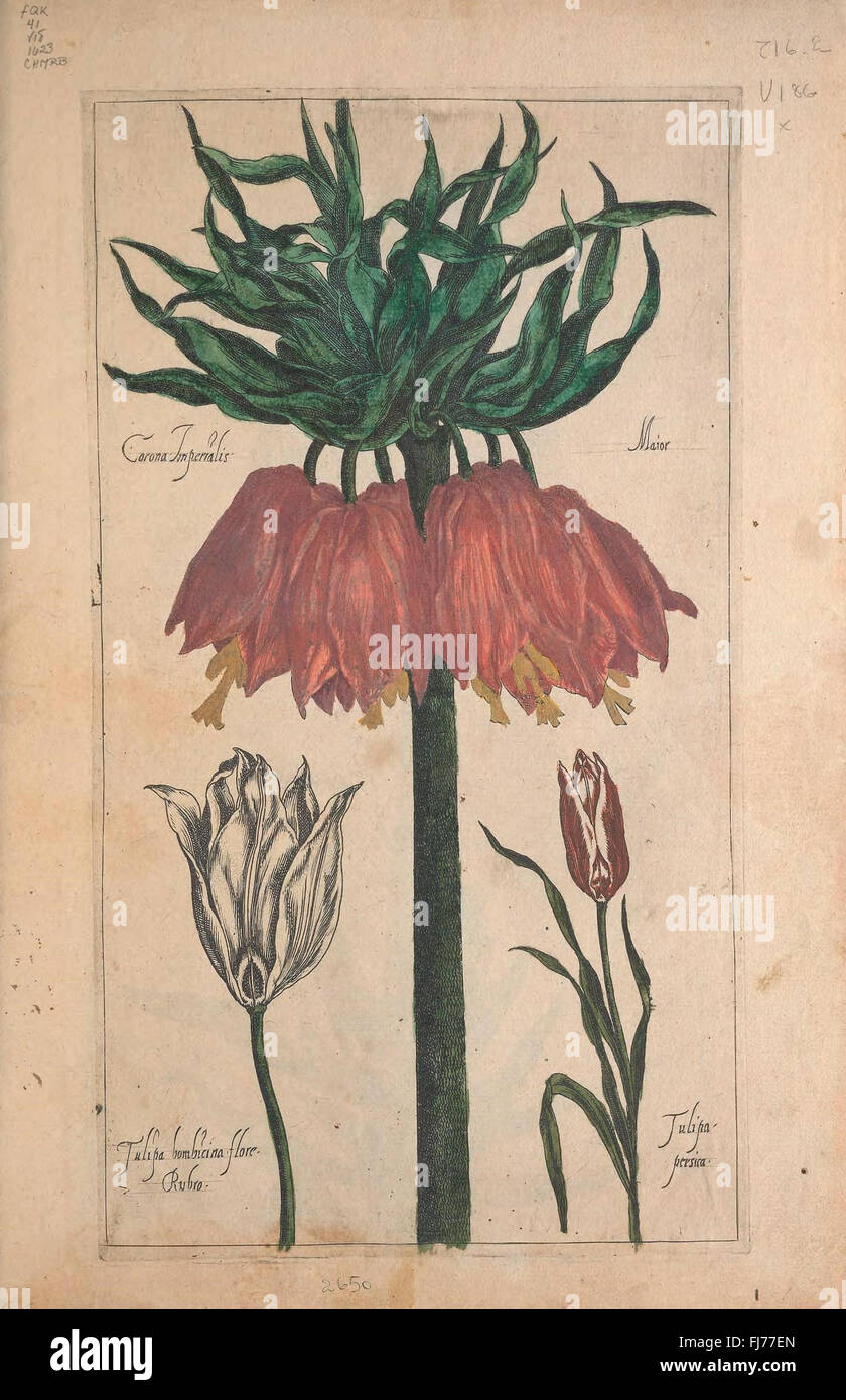 An early botanical work depicting the royal gardens of King Louis XIII ...