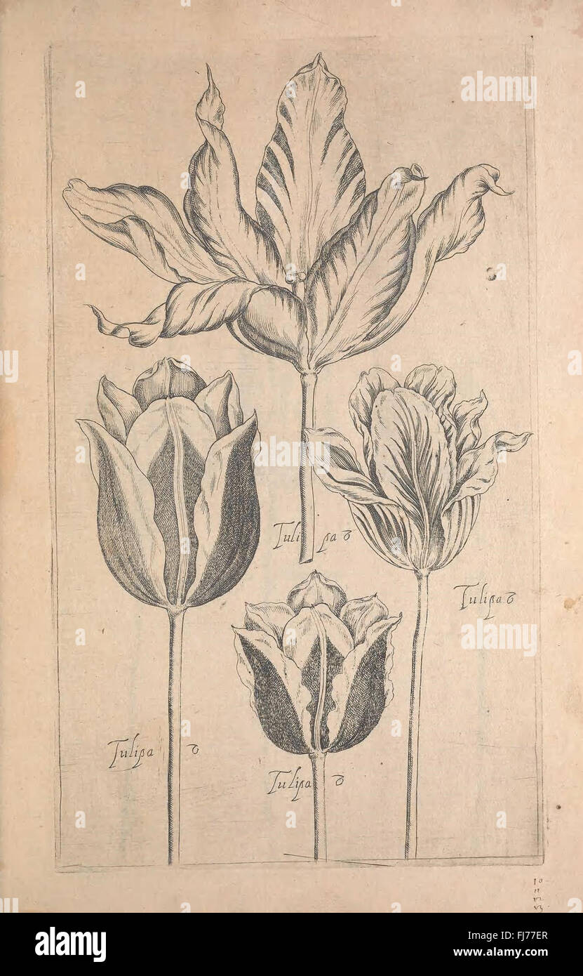 A botanical exploration of the royal garden of King Louis XIII of ...