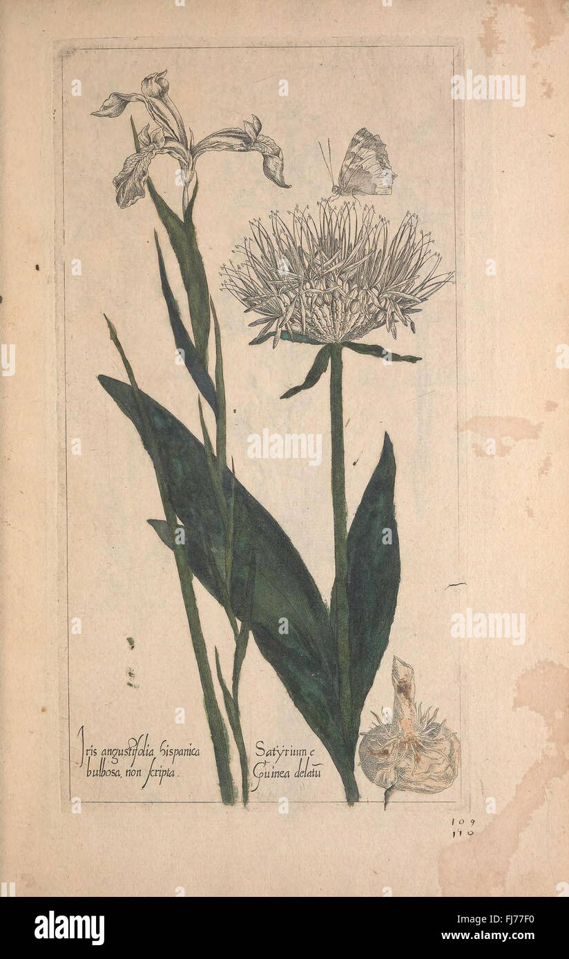 A botanical work focused on the royal gardens of King Louis XIII of ...