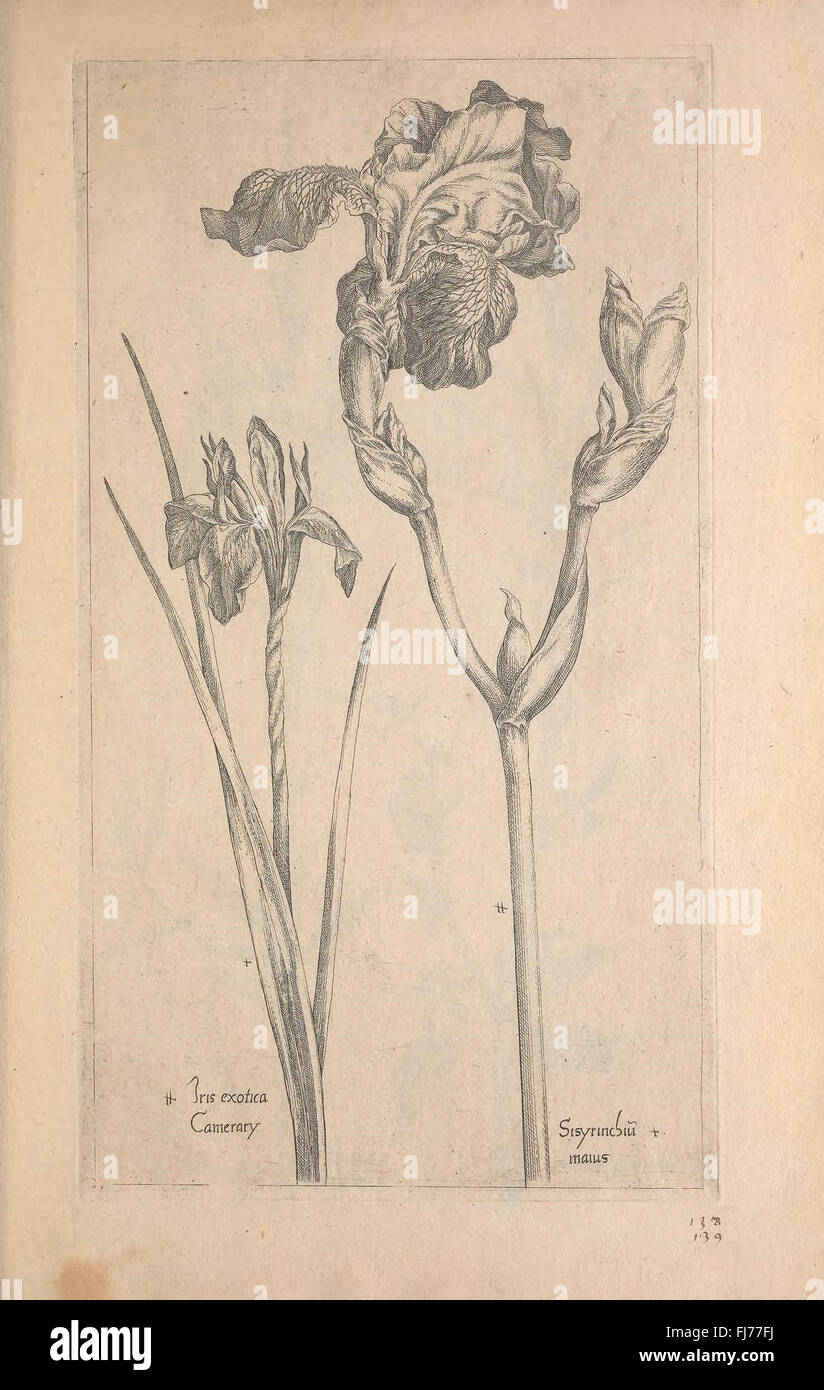 An early botanical work documenting the royal gardens of King Louis ...