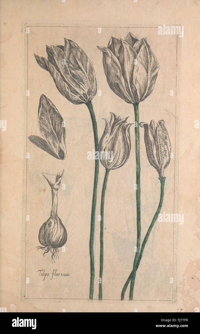 An illustration of the royal gardens under King Louis XIII of France ...