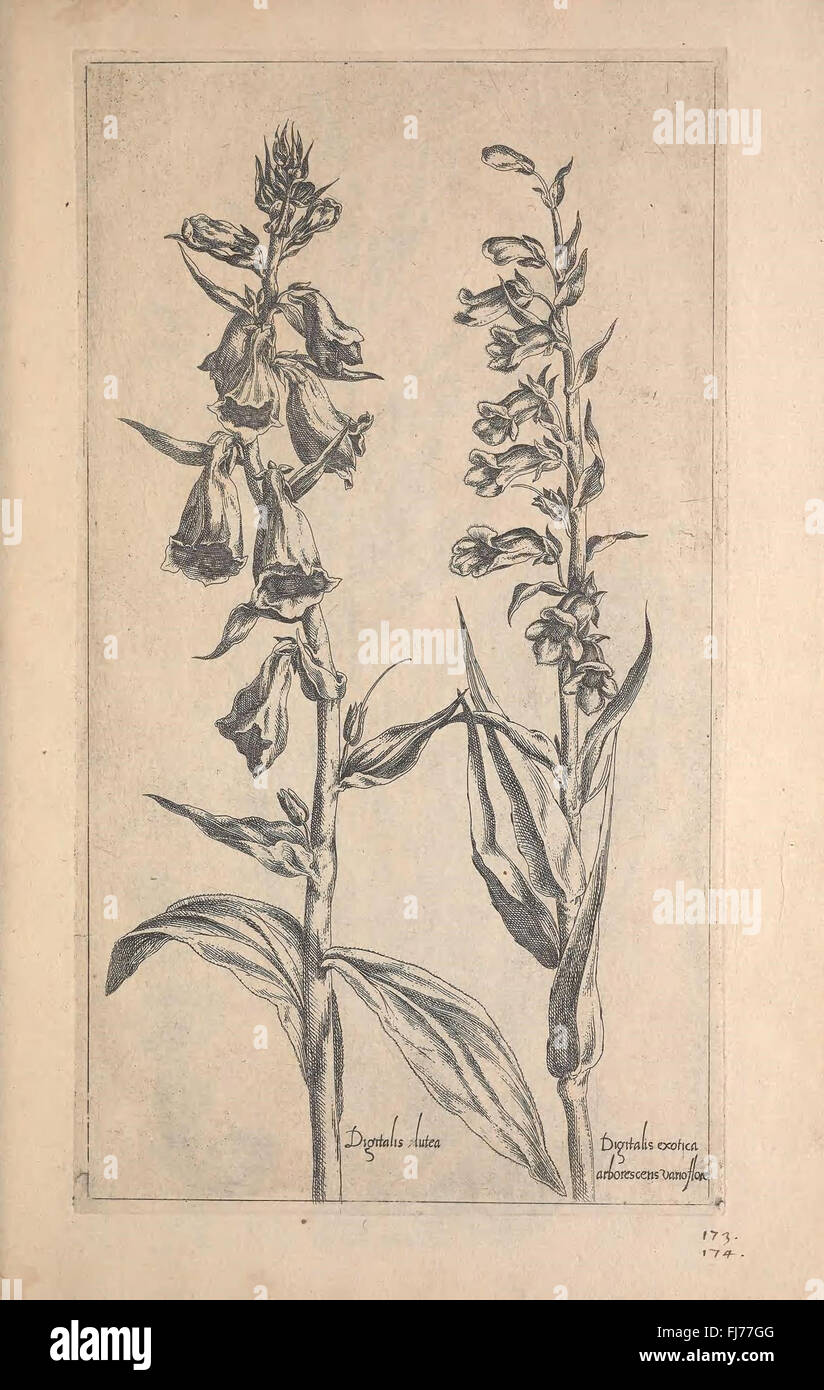 An 18th-century botanical work focusing on the royal gardens of France ...