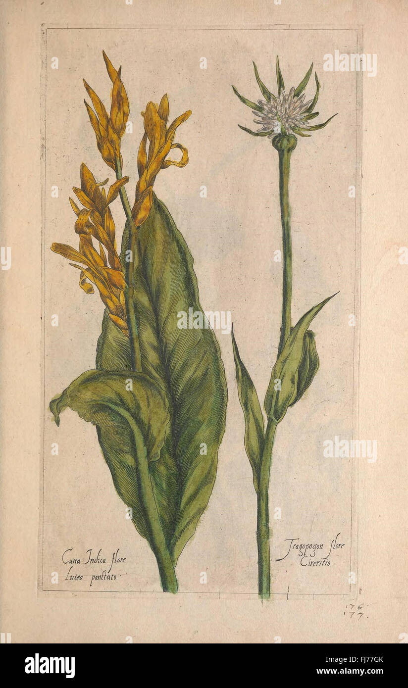 A historical botanical work documenting the royal gardens of King Louis ...