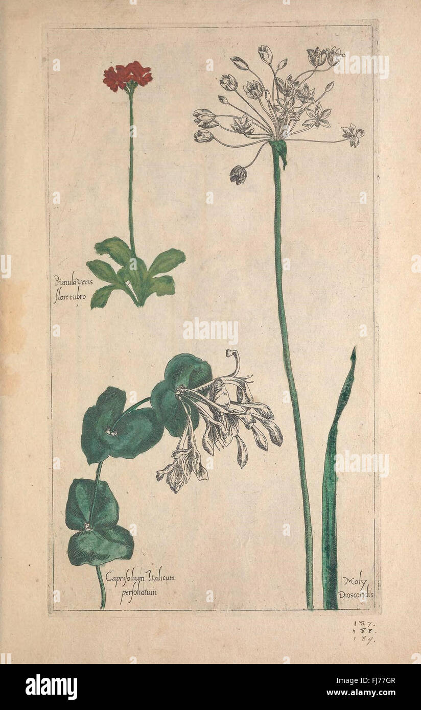 A botanical work showcasing the garden of King Louis XIII of France ...