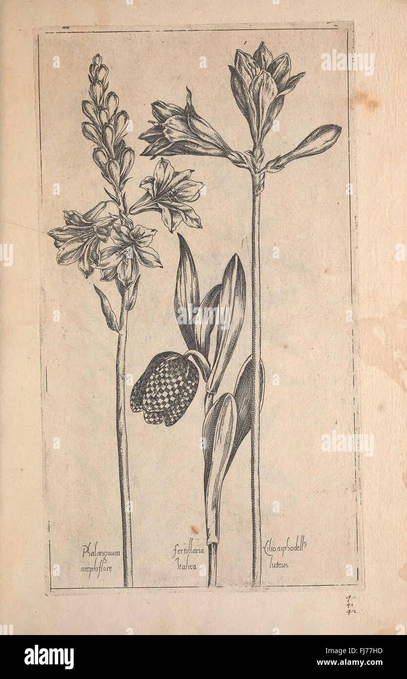 An illustration of the royal garden of King Louis XIII of France ...