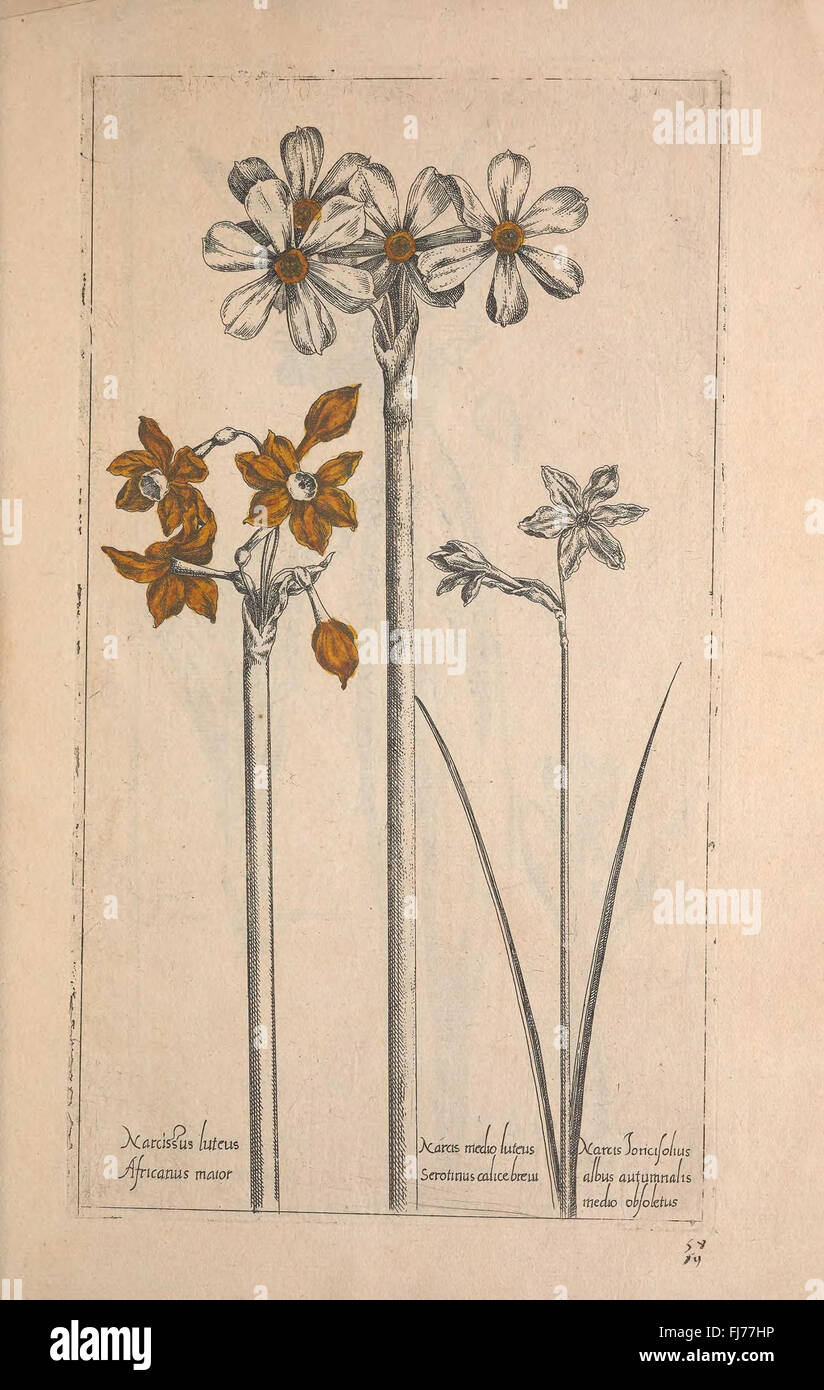 Pre modern plant studies hi-res stock photography and images - Alamy