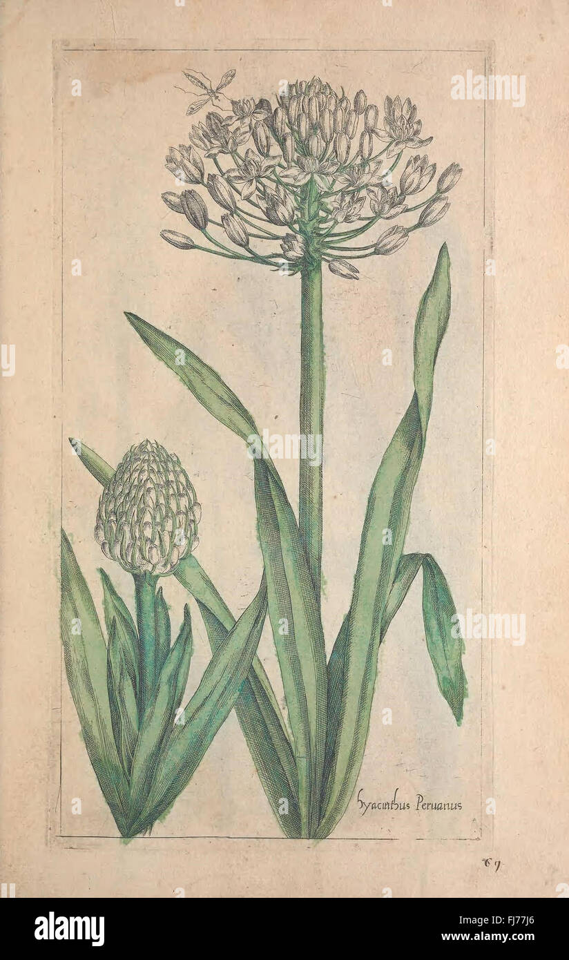Botany, early works, Jardin du Roy, France, Louis XIII, botanical ...