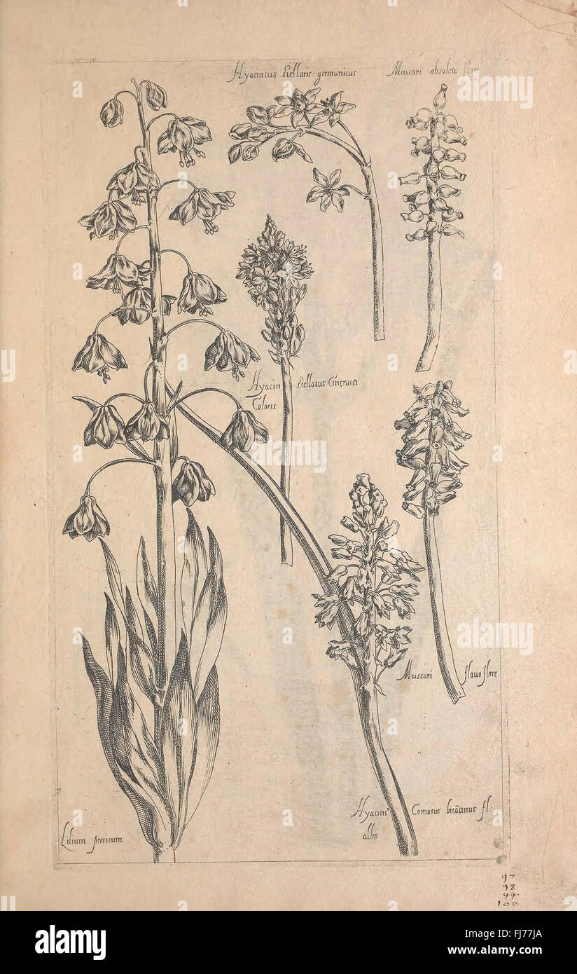 Botanical illustrations from the 17th century depicting plants from the ...