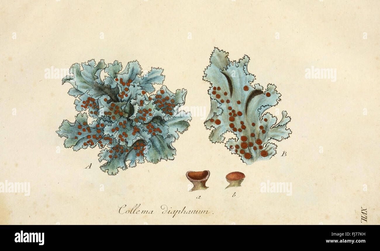 Lichen classification hi-res stock photography and images - Alamy