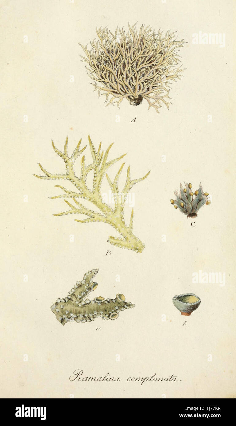 Lichenes species hi-res stock photography and images - Alamy