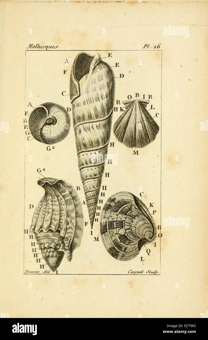 Atlas of Mollusks: A Pictorial Study of Shells and Mollusk Species (Pl ...