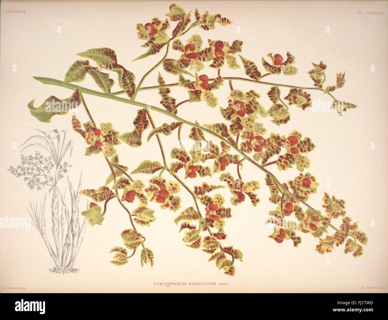 Lindenia - Iconographie des Orchidees ,Missouri Botanical Garden, Peter ...