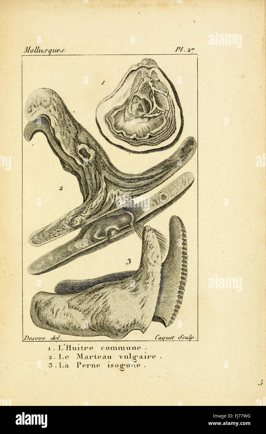 Pictorial classification hi-res stock photography and images - Alamy